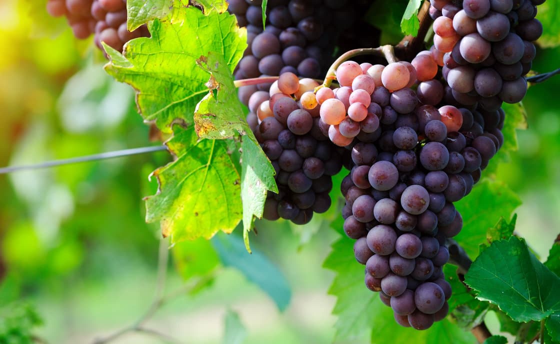 Wein Degustation - Über 200 Weinkeller zur Auswahl 3